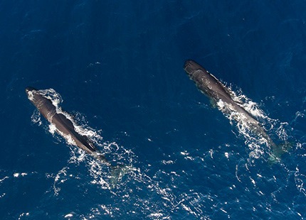 VELOCEAN - Liveaboard Redefined